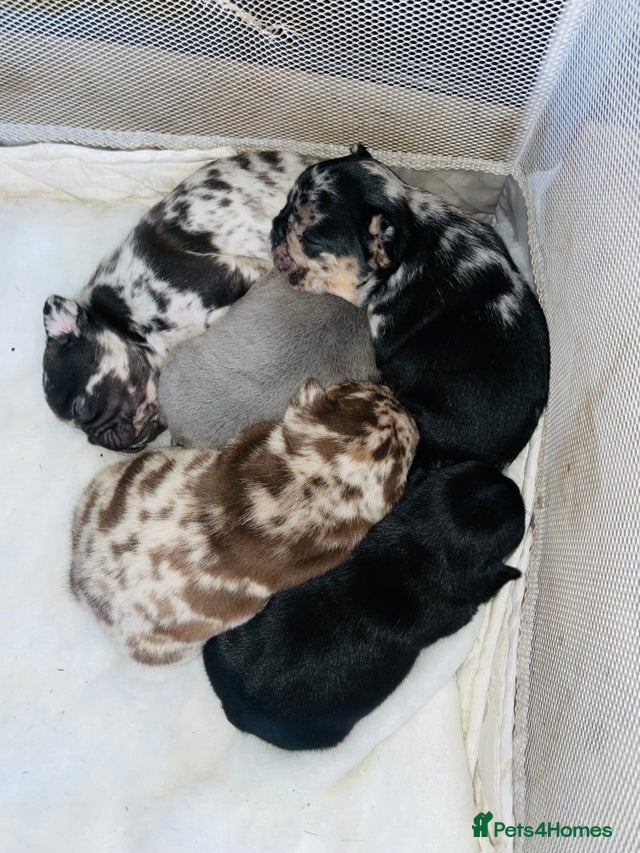 1 left fluffy rojo & tan merle female frenchie for sale in Bargoed ...