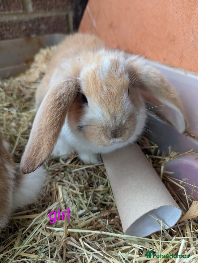 Lop mixed dot baby rabbits for sale in Fleet | Pets4Homes