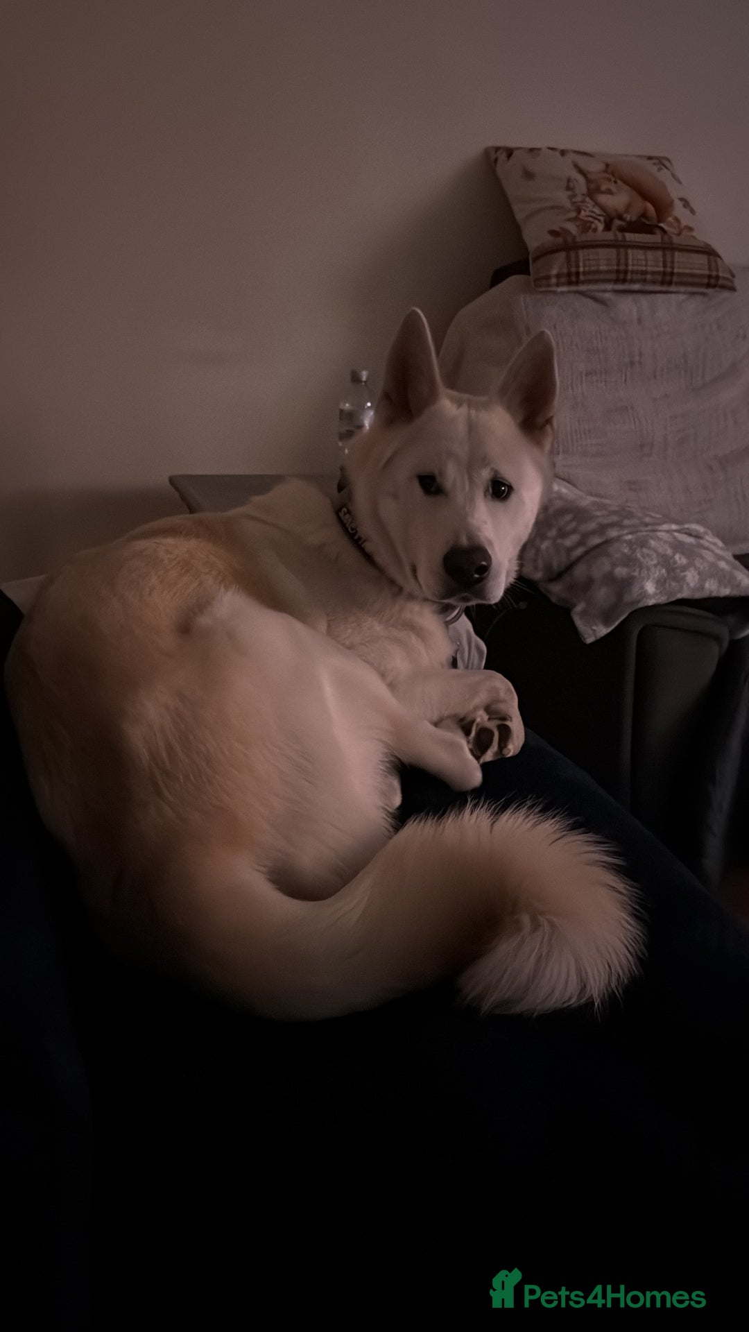 Wolfie German Shepherd Cross Husky for adoption in Birmingham | Pets4Homes