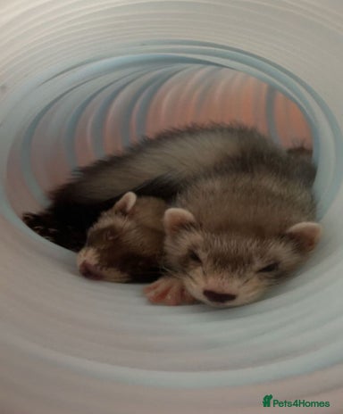 Ferret Pets & Animals for sale | Pets4Homes