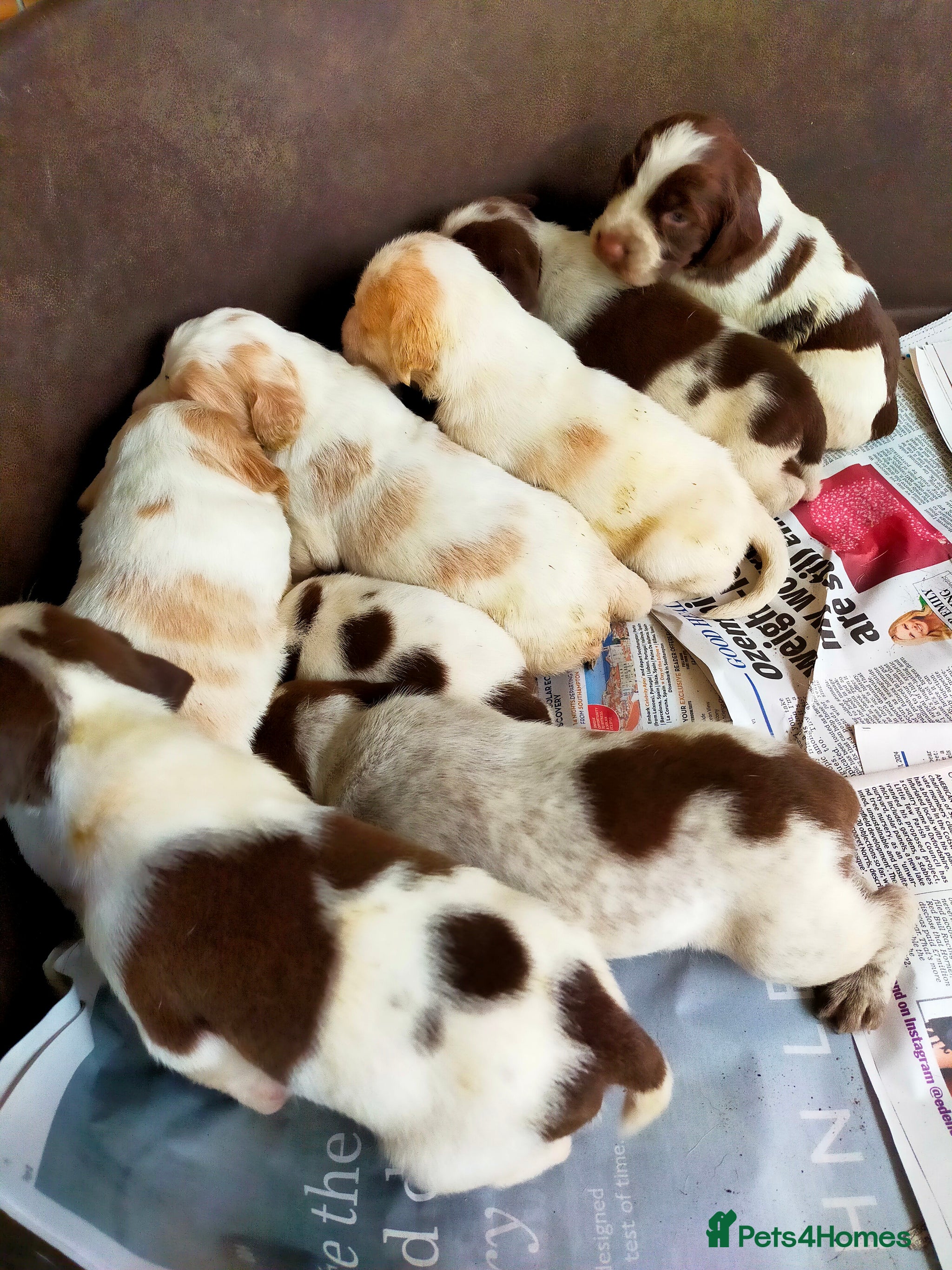 Pointer dog Puppies for sale | Pets4Homes