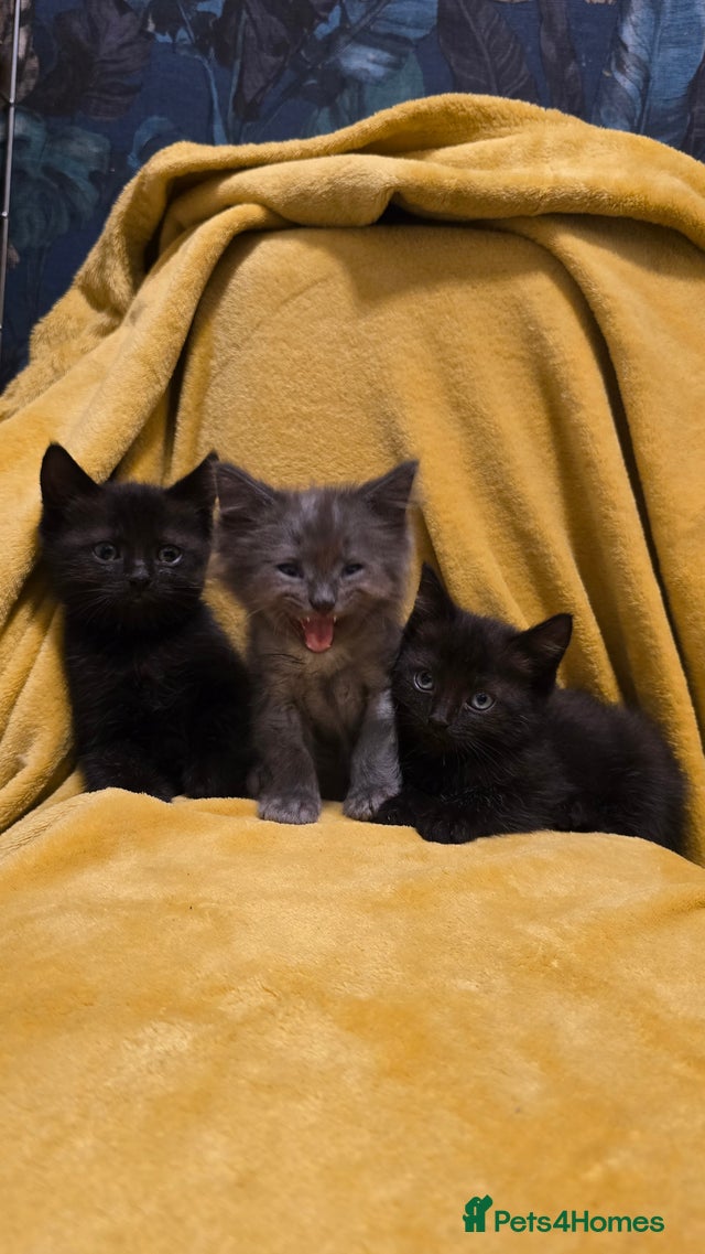 Beautiful half ragdoll kittens for sale in New Malden | Pets4Homes