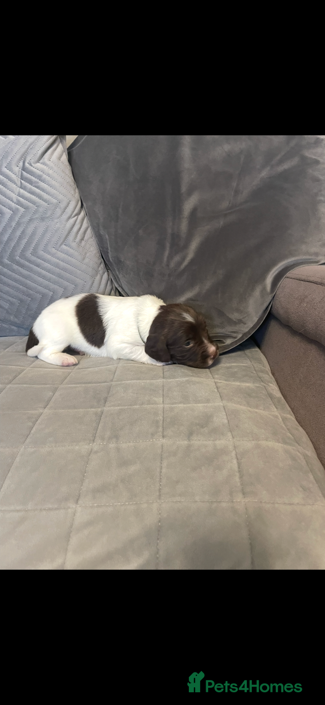 Gorgeous English Springer spaniels (Rytex) for sale in Mold | Pets4Homes