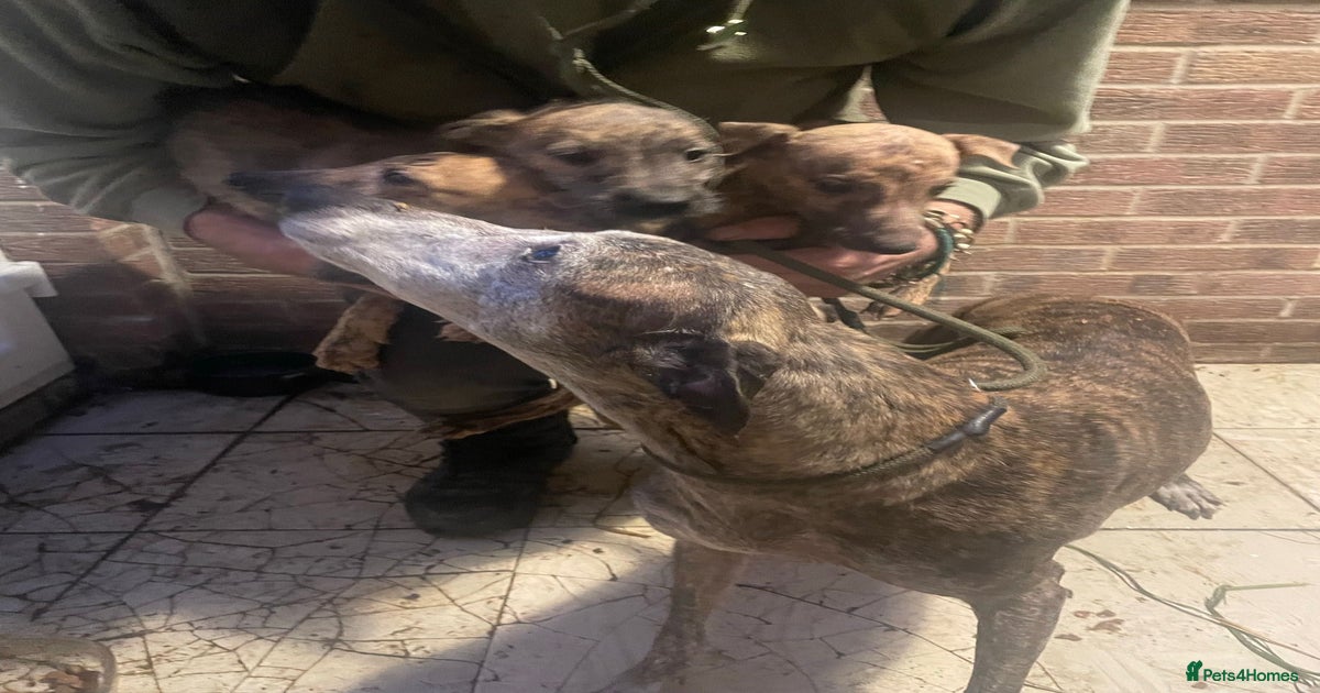 Greyhound deerhound collie cross for sale in Swadlincote | Pets4Homes