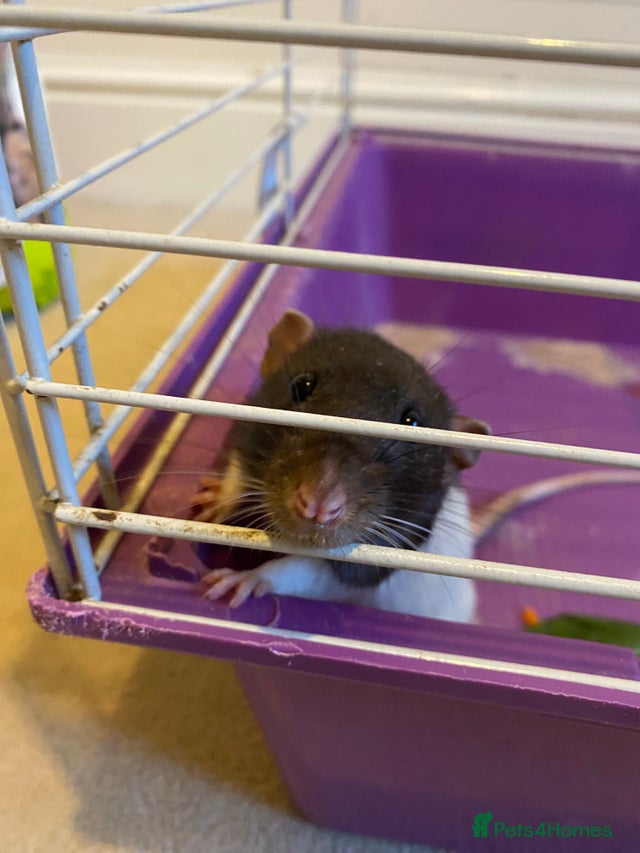 2 male rats - aged 7 months for sale in Wymondham | Pets4Homes