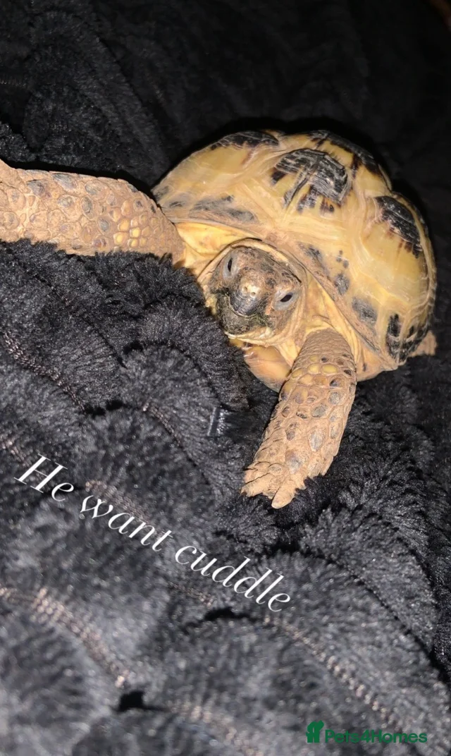 Horsefield tortoise & full set up for sale in Leeds | Pets4Homes
