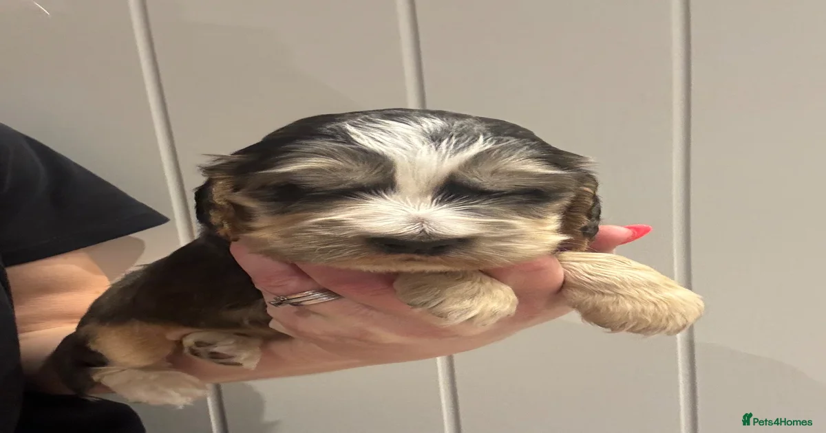 Stunning Show cocker Tri coloured boys for sale in Barnsley | Pets4Homes