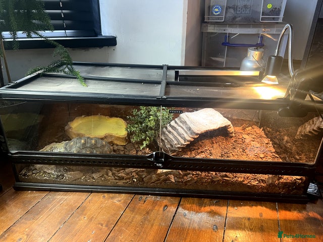 Red Footed Tortoise for sale in Preston | Pets4Homes