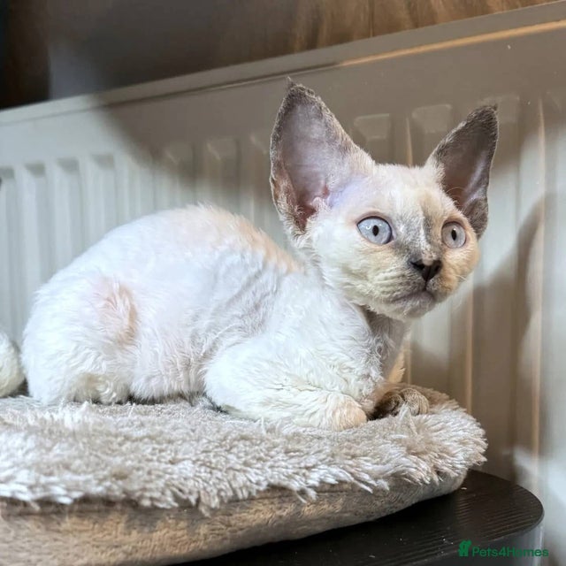 Devon Rex Active Breeding Queen for sale in | Pets4Homes
