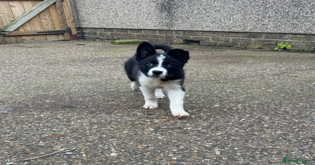 15 week border collie pup for sale in Morpeth | Pets4Homes