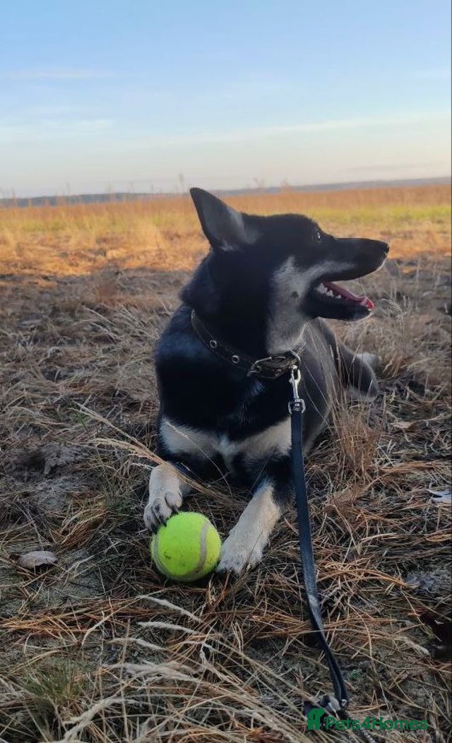JULIA – German Shepherd (Female) for adoption in West Malling | Pets4Homes