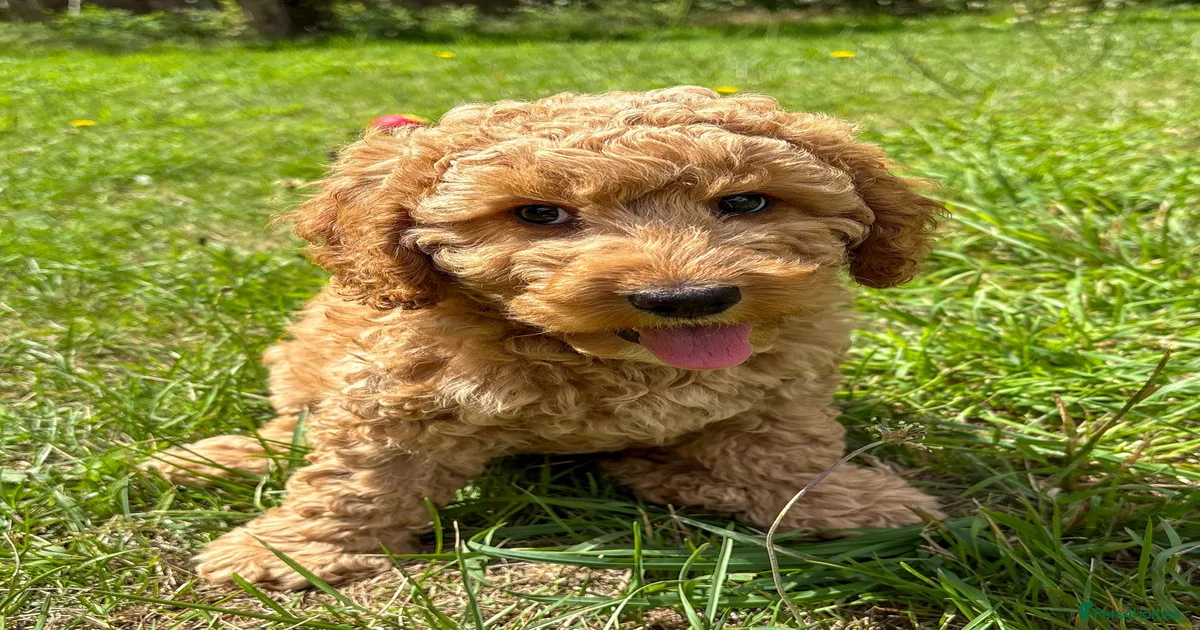 Australian Labradoodle Puppies for sale | Pets4Homes