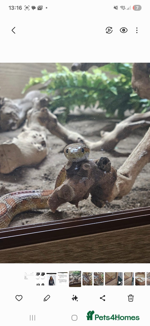 Happy corn snake comes with full set up for sale in Basildon | Pets4Homes