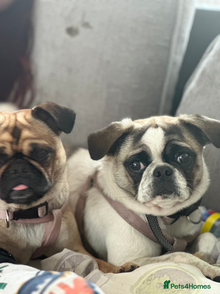 Chug Dogs Breed - Information, Temperament, Size & Price | Pets4Homes