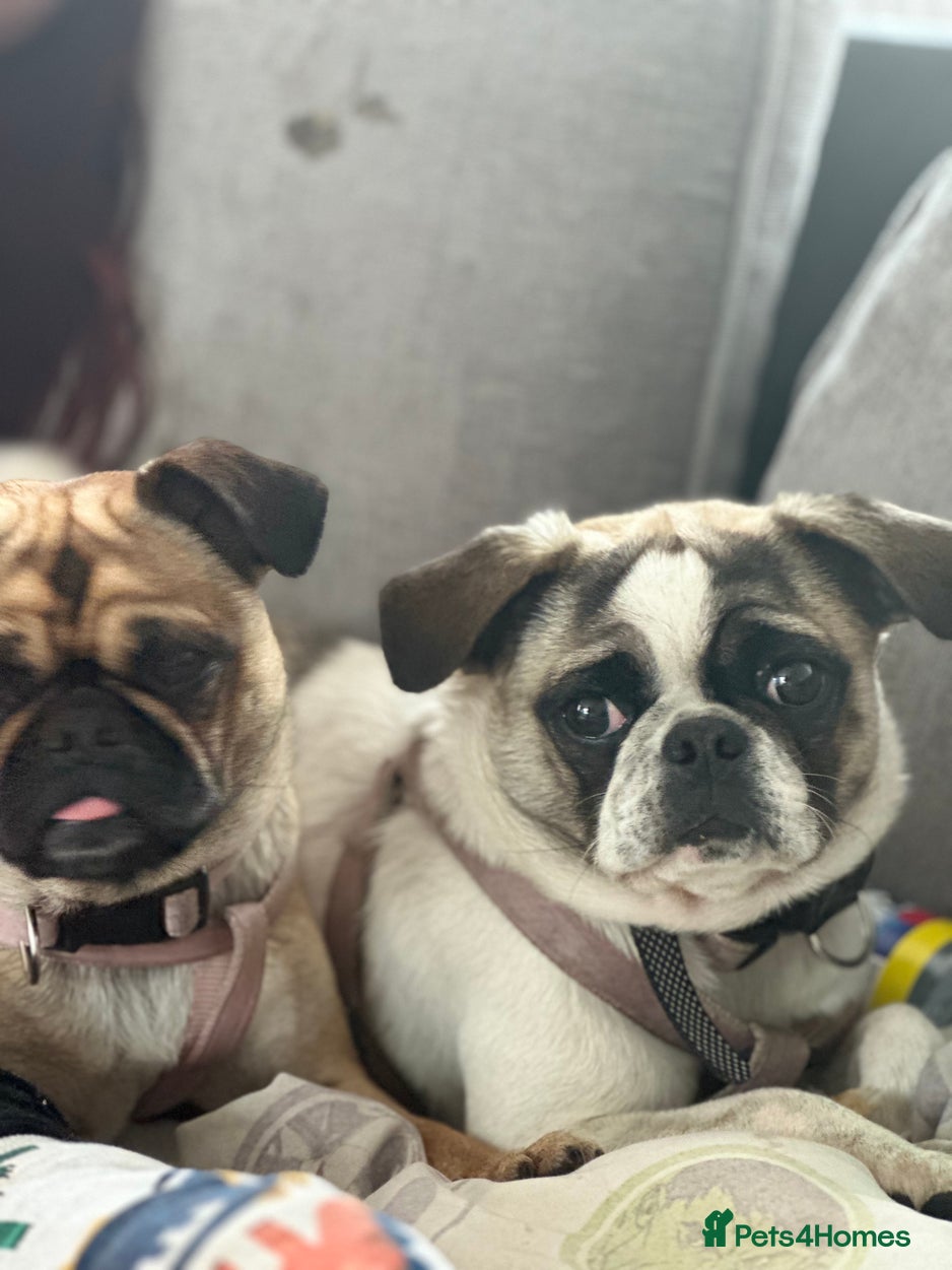 Chug Dogs Breed - Information, Temperament, Size & Price | Pets4Homes