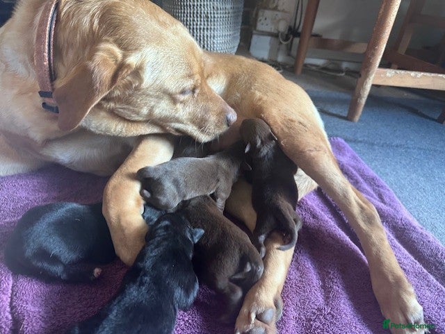 Labrador X Border Collie Puppies. Lollies! for sale in Wadhurst ...