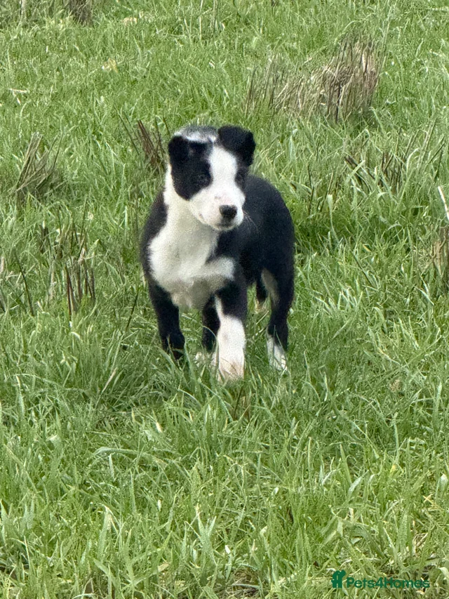 Two border collie pups for new homes for sale in Cirencester | Pets4Homes