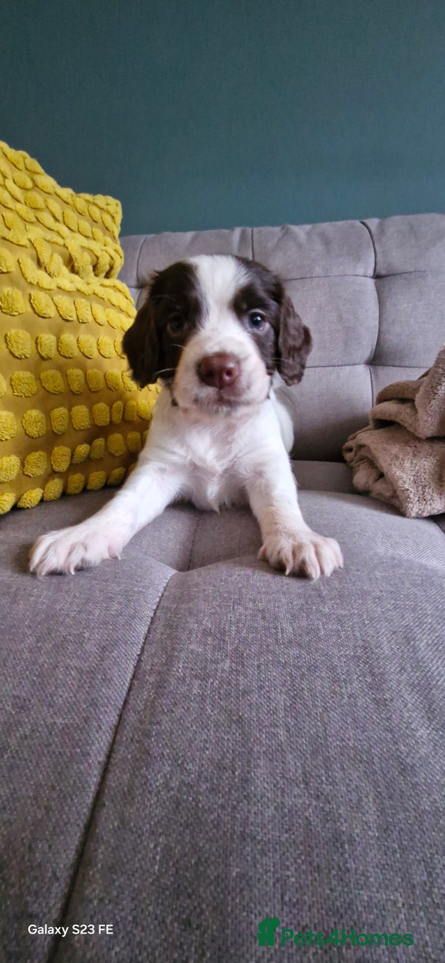 5 Beautiful working cocker spaniel puppies for sale in Alton | Pets4Homes