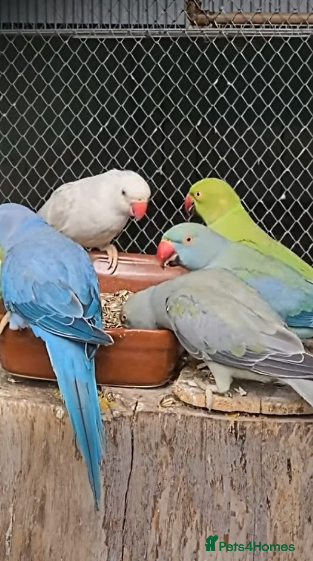 Ringnecks for sale in Richmond | Pets4Homes