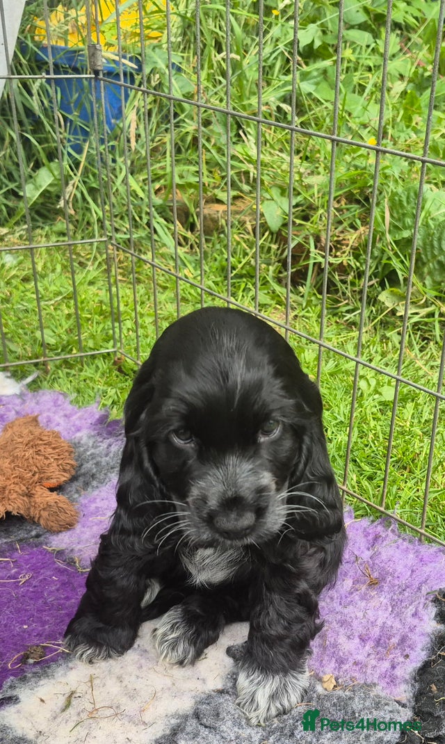 KC Reg Show Line Cocker Spaniel 1 Remaining for sale in Plymouth ...