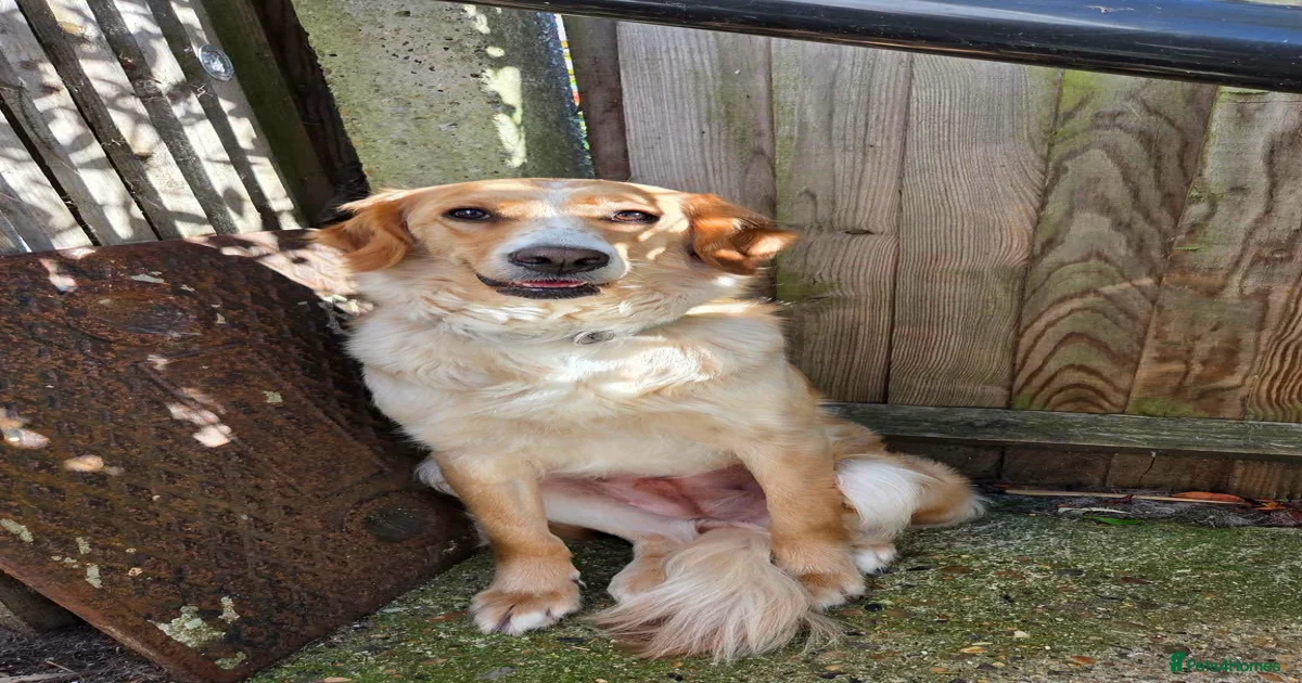 Vinda for adoption in Staines | Pets4Homes