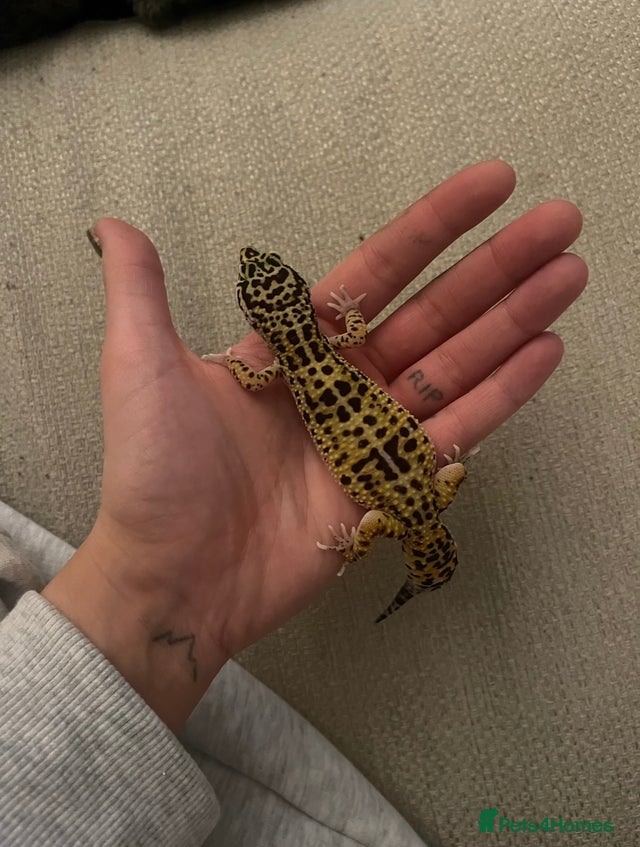 Leopard gecko for sale for sale in Epping | Pets4Homes