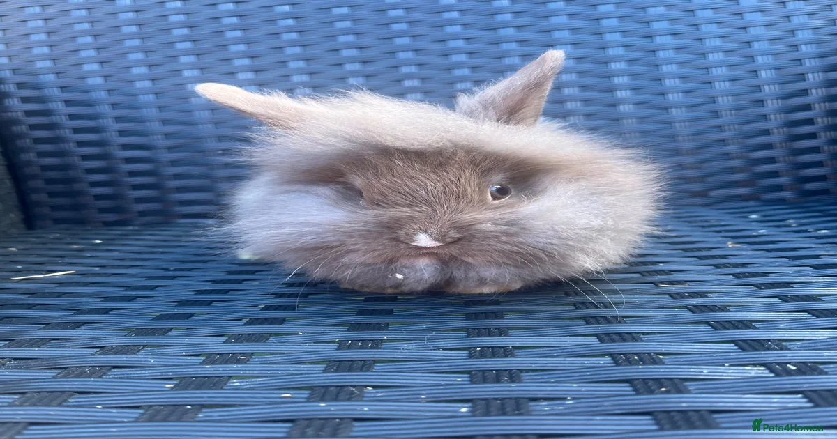Rabbits for Sale for sale in Sheffield, South Yorkshire | Pets4Homes