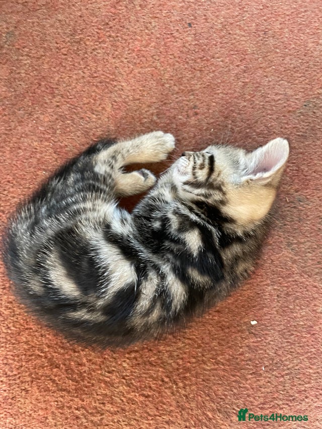 Male and female kittens for sale in Worcester Park | Pets4Homes