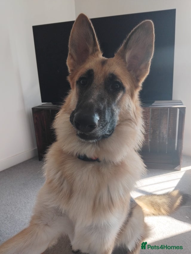 Ragnar the German Shepherd stud for stud in Glasgow | Pets4Homes