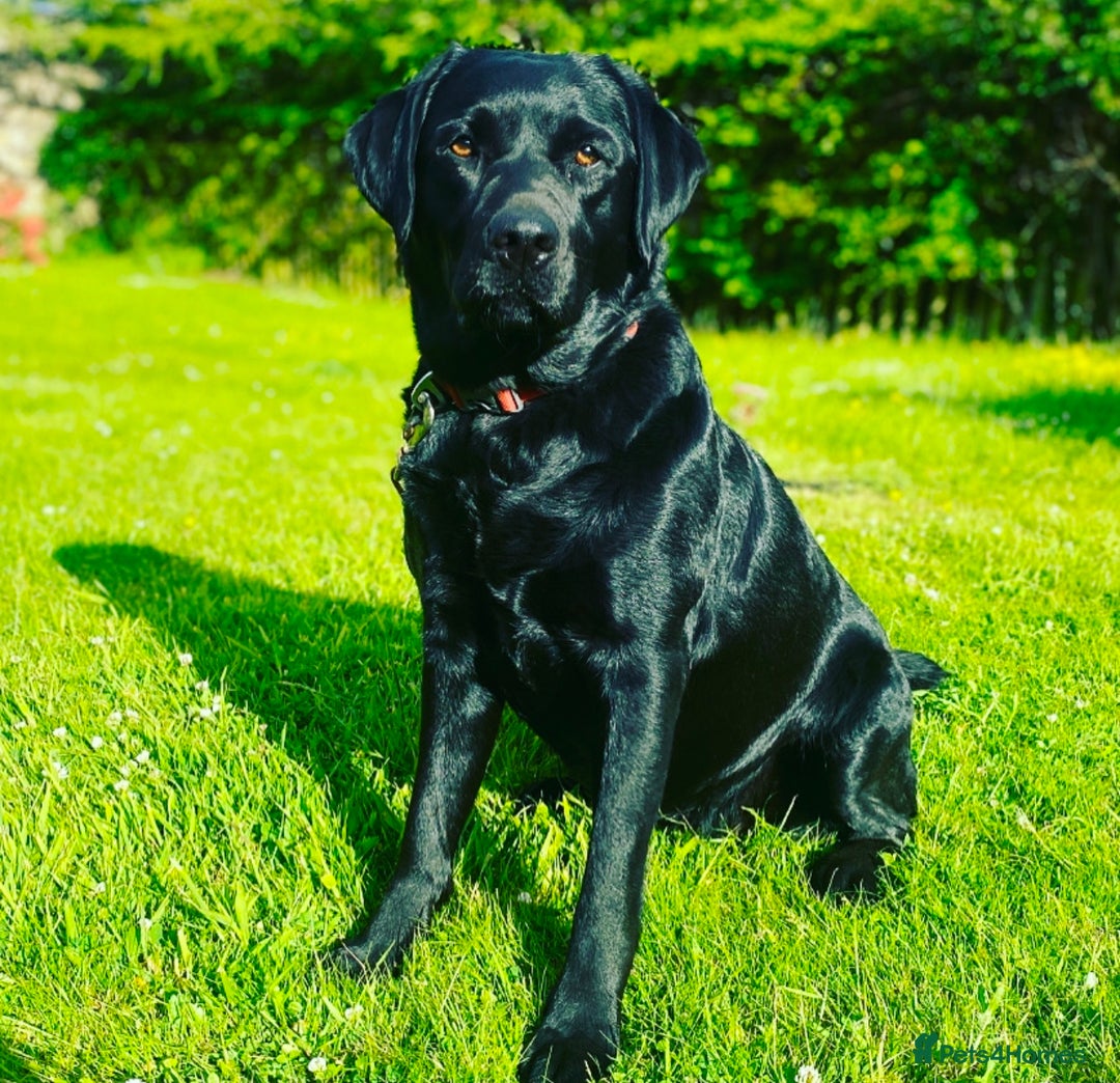 KC registered Labrador Puppies for sale for sale in Berwick-upon-Tweed ...