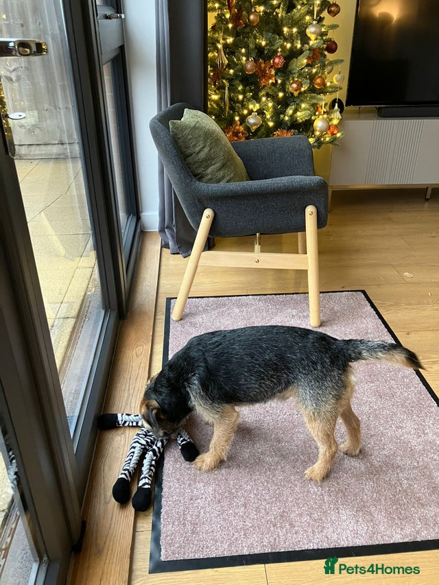 KC SLEM free Border Terrier stud with good temper for stud in Bromley ...