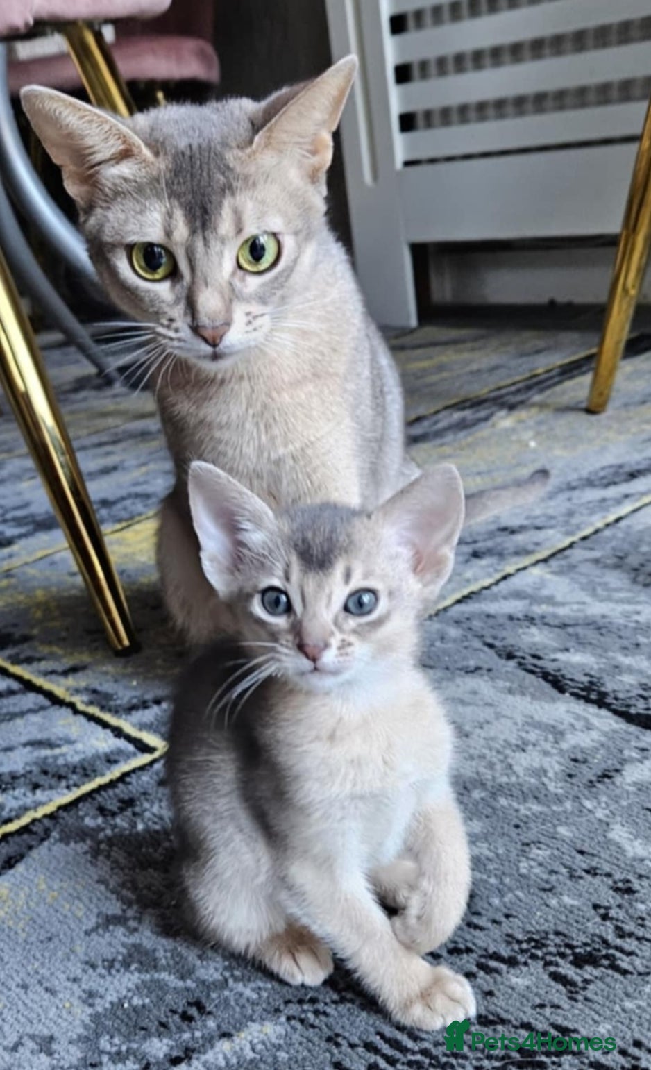 Abyssinian Cats Breed - Information, Temperament, Size & Price | Pets4Homes