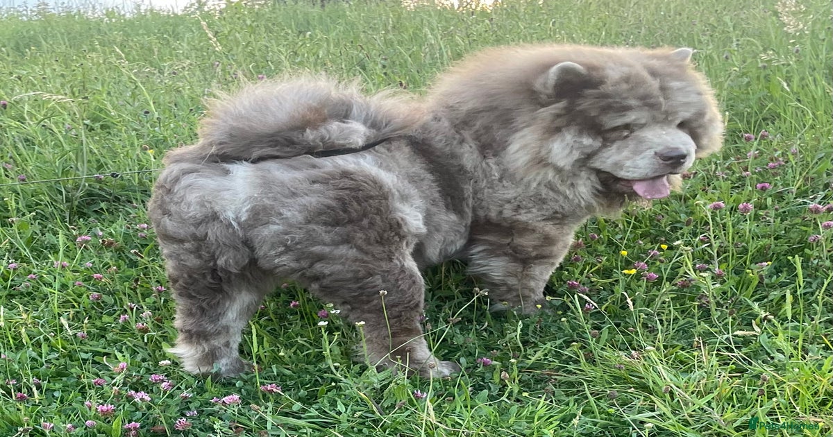 Lilac Merle chow chow stud for stud in Birmingham | Pets4Homes