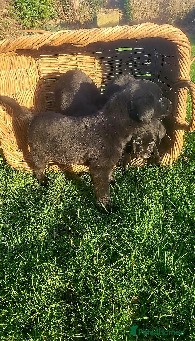 Labrador puppies for sale in Middlesbrough | Pets4Homes