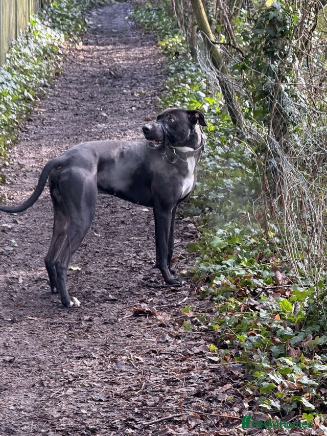 Adult Male staffy x lurcher for sale in Bristol | Pets4Homes