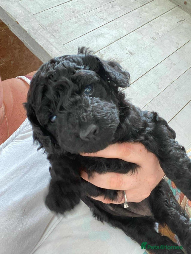 Double doodle (Cockapoo cross mini labradoodle) for sale in Eastbourne ...