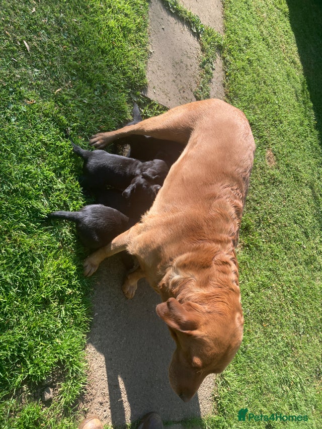 Springadore puppies for sale in Northampton | Pets4Homes