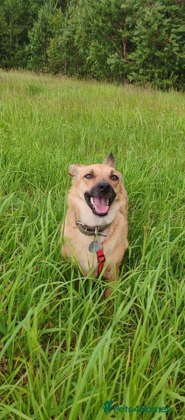 RHONDA – Border Collie (Female) for adoption in West Malling | Pets4Homes