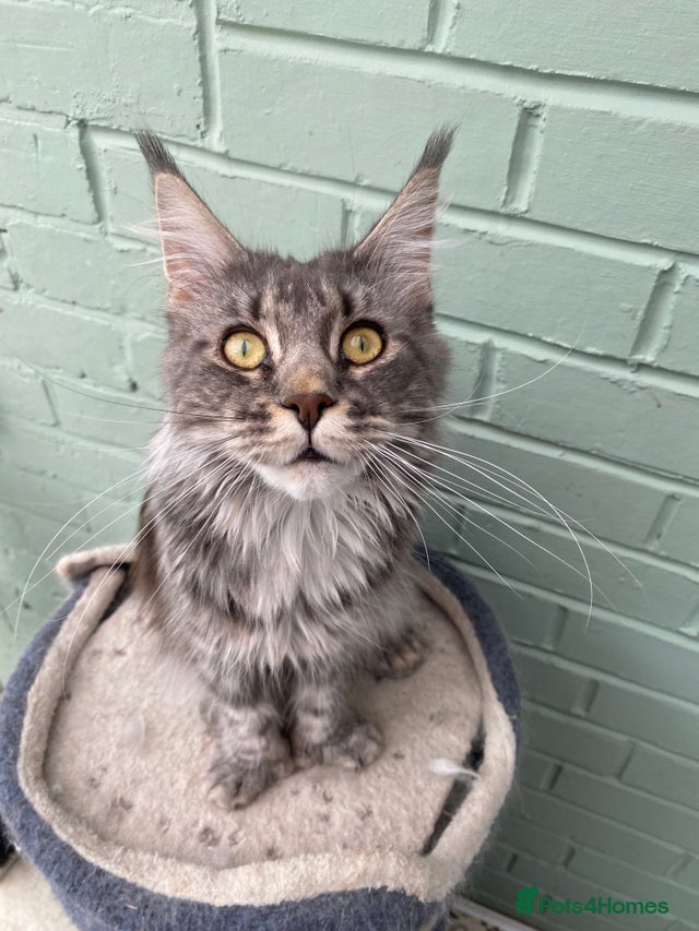 Beautiful polydactyl Maine coon girl for sale in Birmingham | Pets4Homes