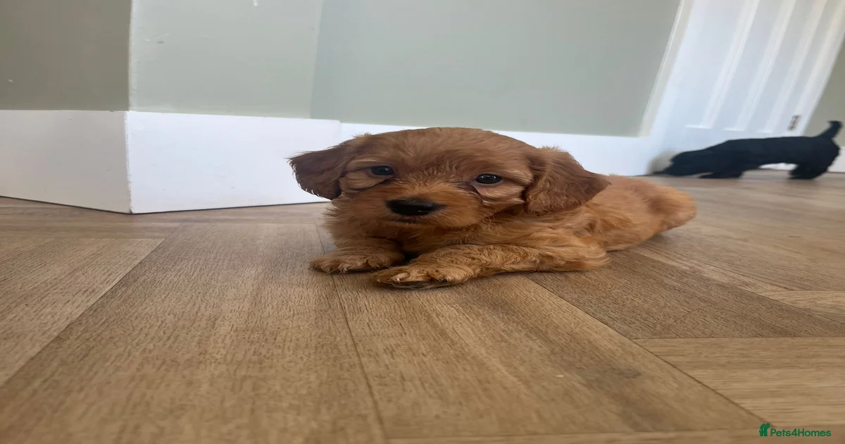 Cockapoo Puppies for sale | Pets4Homes