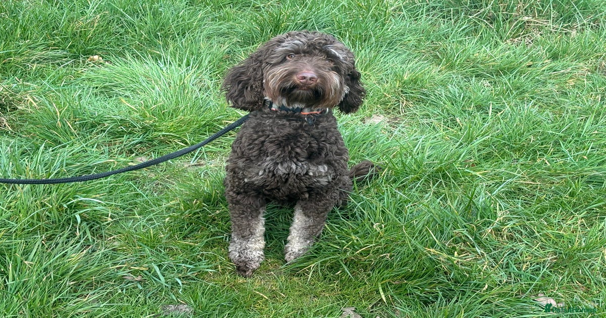 Chester * Springerpoo * 240623 for adoption in Ashbourne | Pets4Homes