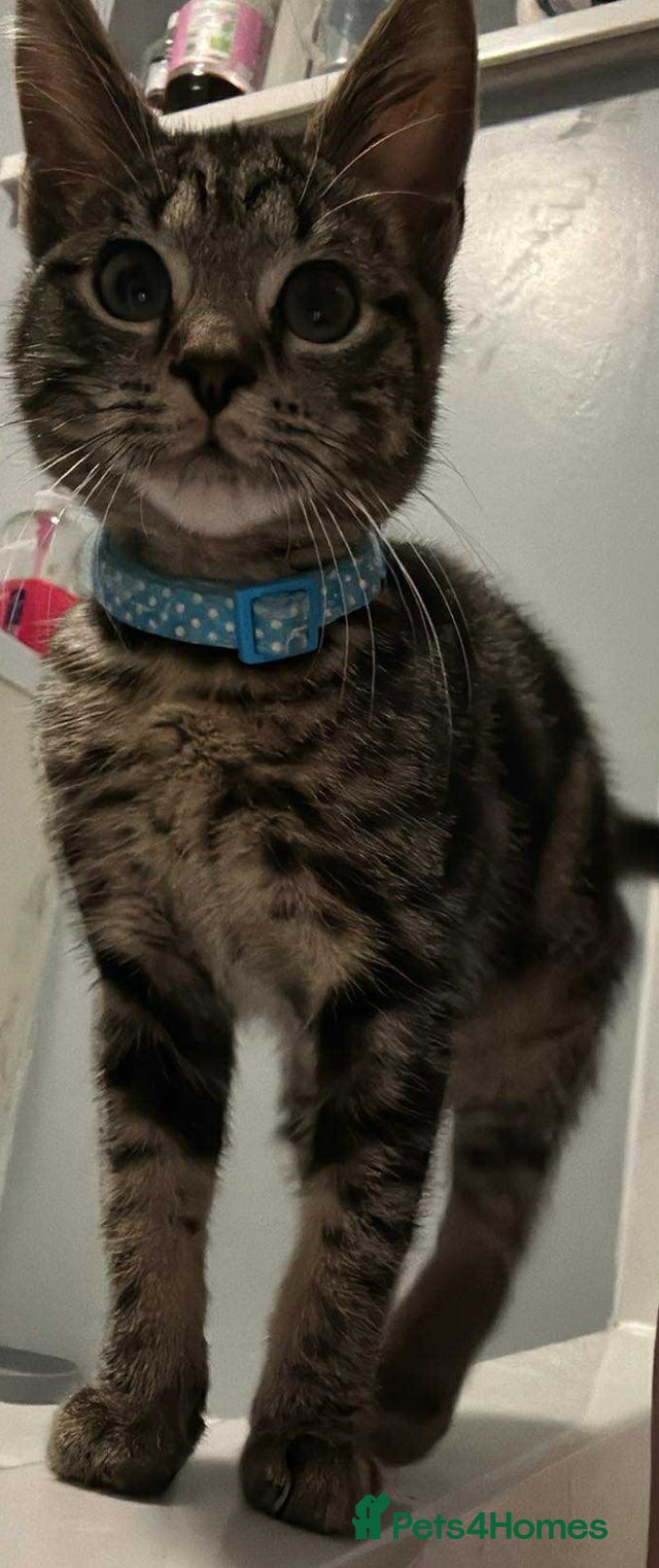 4 month old kitten for sale in Scunthorpe | Pets4Homes