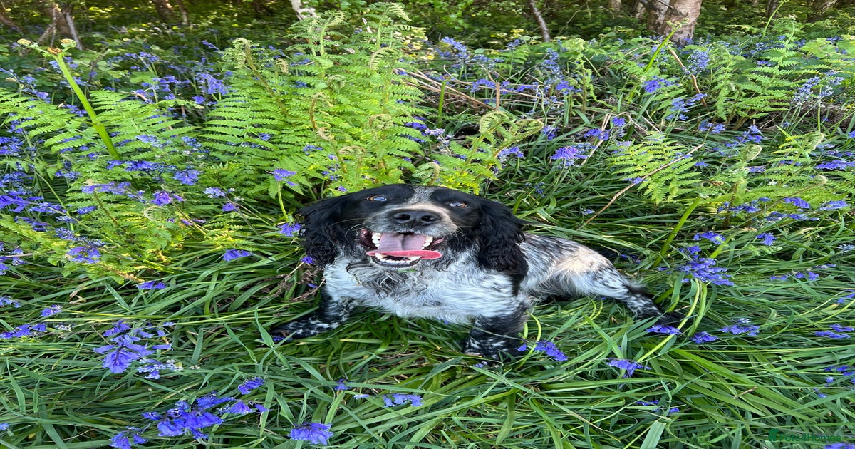 KC Registered Working Blue Roan Cocker Spaniel for stud in Malton ...