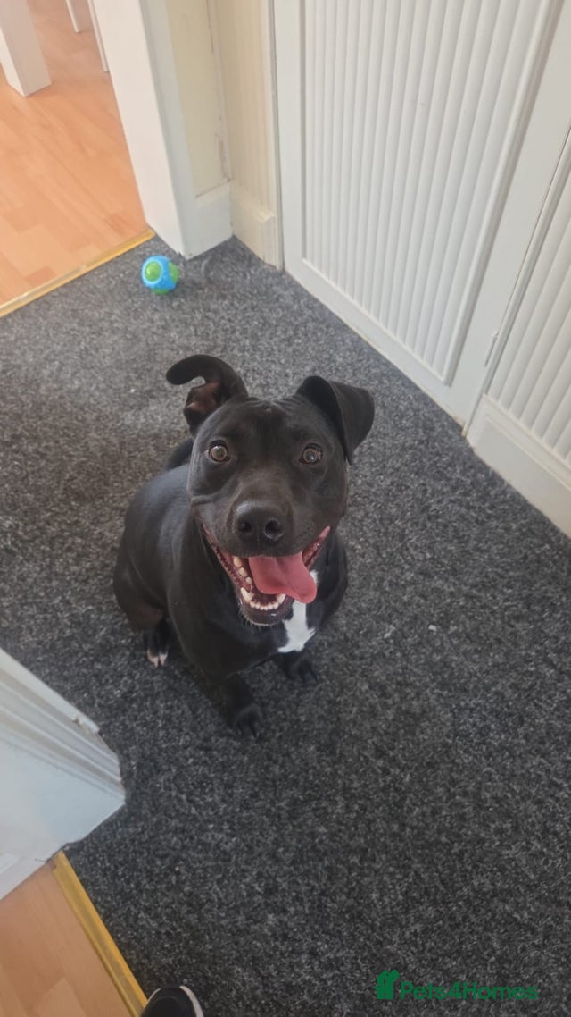 9 month old labrastaff for sale in Coventry | Pets4Homes
