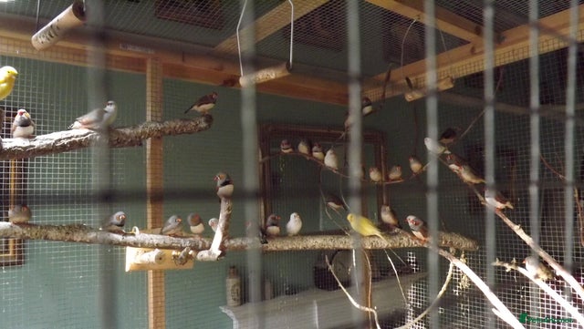 Birds in need of rehoming, Canaries & finches for sale in London ...