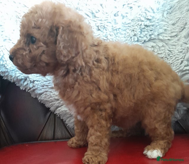 Cavapoo deep red fox miniature puppies for sale in Chester | Pets4Homes