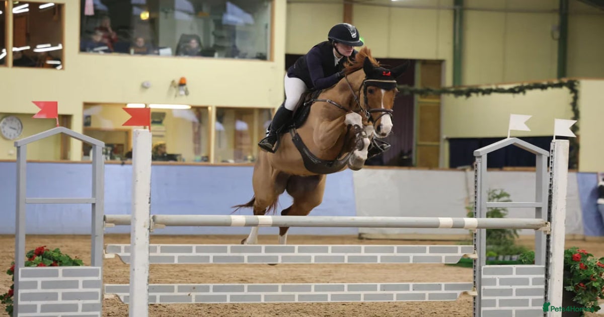 Cute mu Sussi for sale in Edinburgh | Pets4Homes