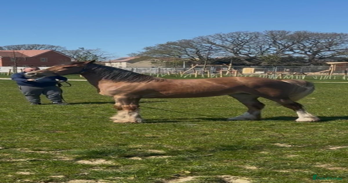 Cob x welsh sectionD driving filly for sale in Uckfield | Pets4Homes