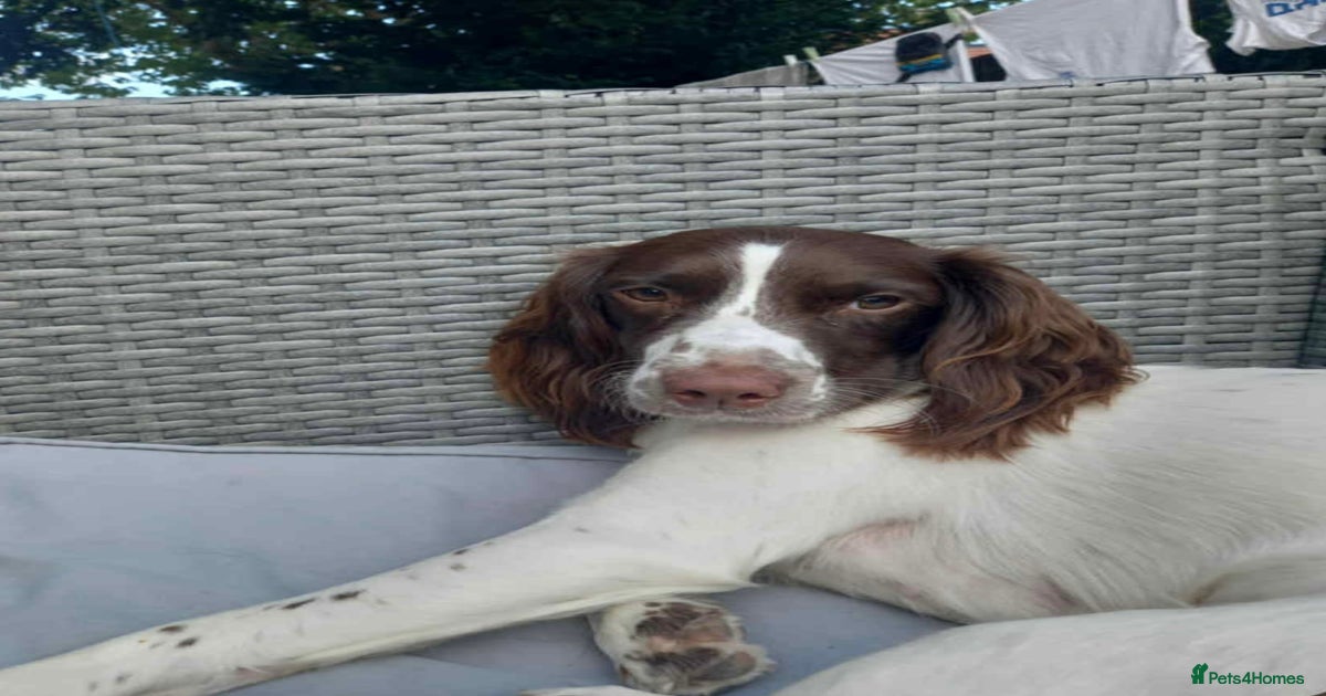 Springer spaniel looking for her forever home for sale in ...