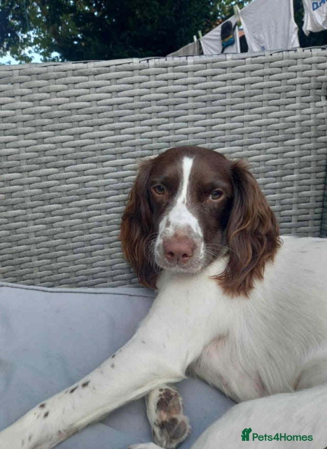Springer spaniel looking for her forever home for sale in ...